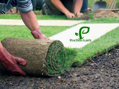 Riya Pari Plants Landscaping(Gardening & Landscaping) in Hor Al Anz ...
