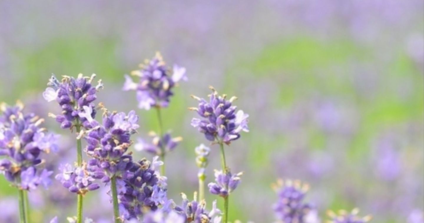 Lavender Park Flowers(Plants & Gardening Stores) in Arjan (Al Barsha ...