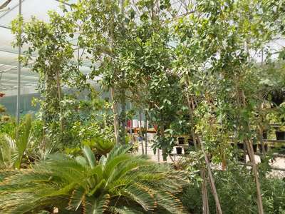 Plantago Landscape(Plants & Gardening Stores) in Warsan 3, Dubai - HiDubai