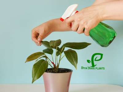 Riya Pari Plants Landscaping(Gardening & Landscaping) in Hor Al Anz ...