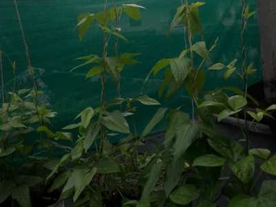 Vayalum Veedum Organic General Trading(Food Stuff Trading) in Al Karama ...