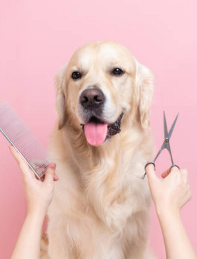 SHAMPOOCH Pet Grooming(Pet Grooming Centres) in Jumeirah 3, Dubai - HiDubai