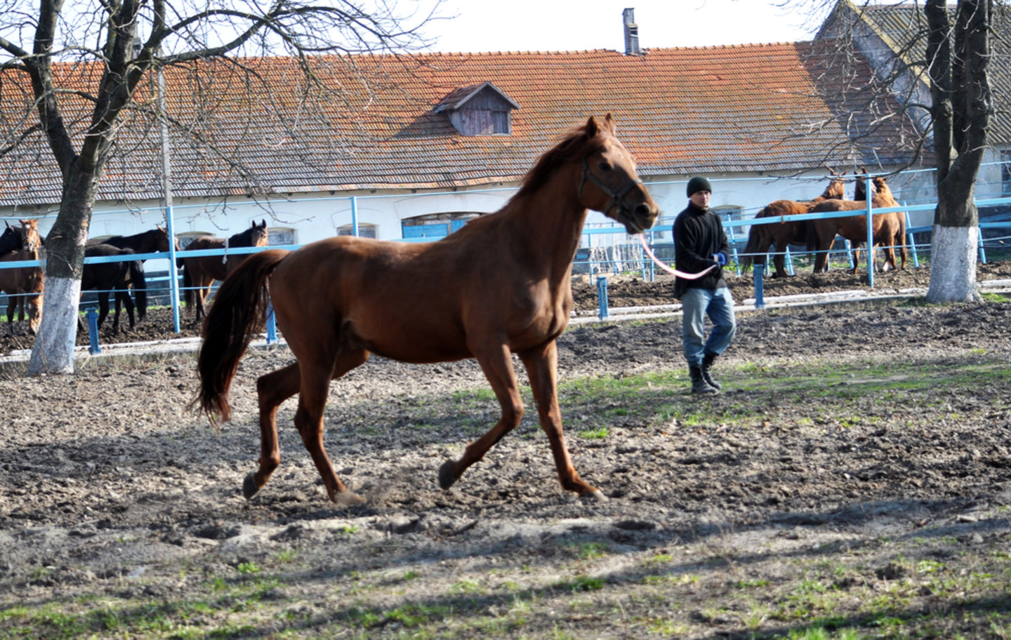 Riding for the Disabled Association Of Dubai(Clubs & Associations) in ...
