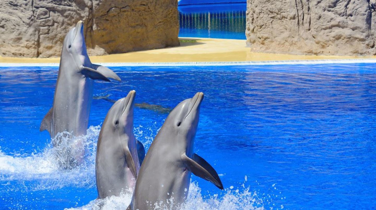 Fayeda Travel & Tourism(Travel & Ticketing Agencies) in Hor Al Anz East ...