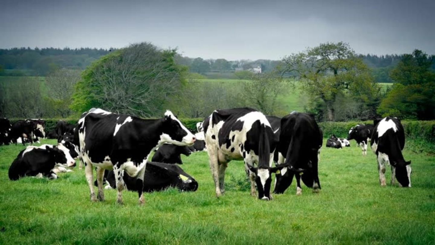 Arabian Cattle Trading Co.(Animal Breeding Centres) in Al Qusais ...