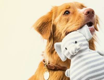 Sandy Paws(Animal Transport & Quarantine Services) in Dubai Cargo ...