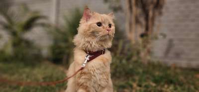 Sandy Paws(Animal Transport & Quarantine Services) in Dubai Cargo ...