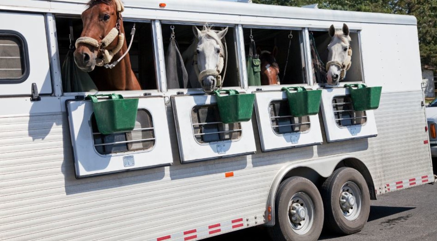 Equitrans Logistics(Animal Transport & Quarantine Services) in Arjan ...