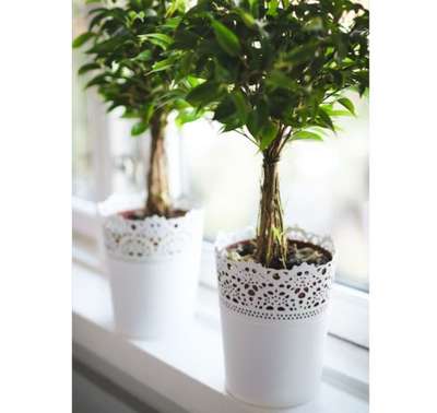 Rose Plex Trading(Plants & Gardening Stores) in Warsan 3, Dubai - HiDubai