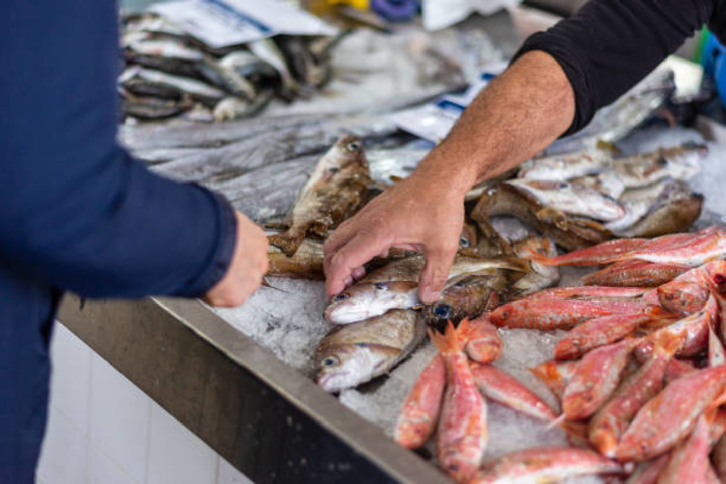 Ahmed Mohd Fish Shop(Distributors & Wholesalers) in Corniche Deira ...