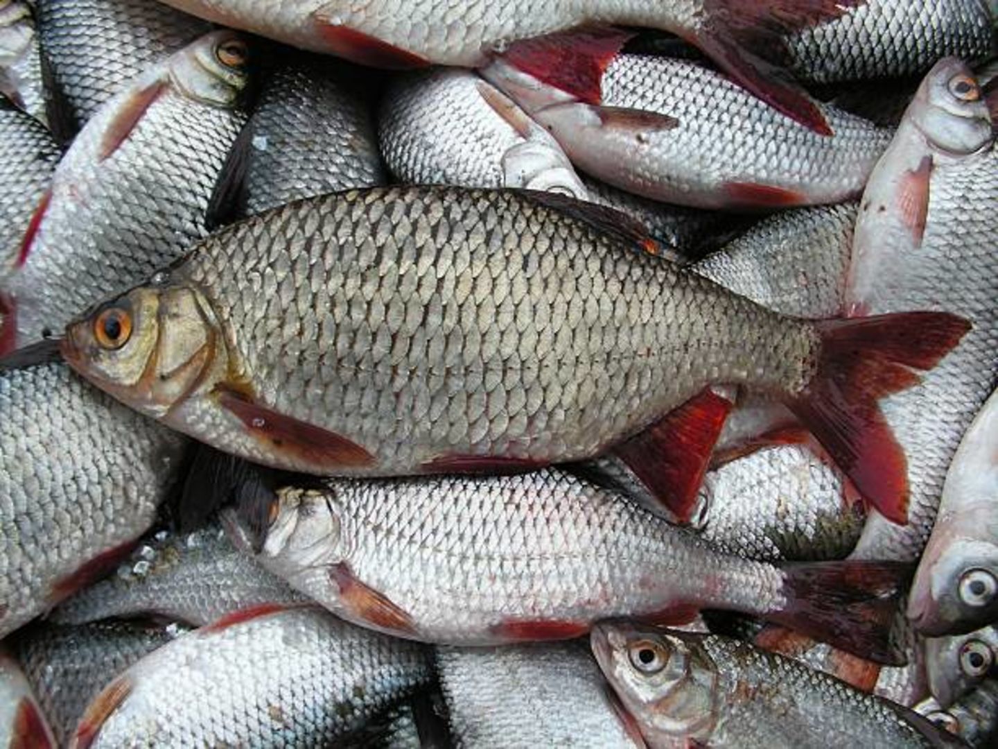 Ghaithan Frozen Fish & Seafood Trading(Food Stuff Trading) in Naif ...