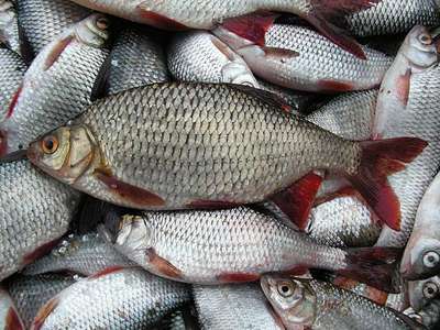 Ghaithan Frozen Fish & Seafood Trading(Food Stuff Trading) in Naif ...