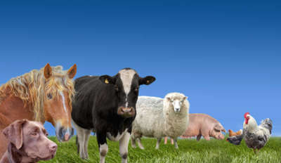 Emirates International Livestock & Meats(Animal Breeding Centres) in Al ...