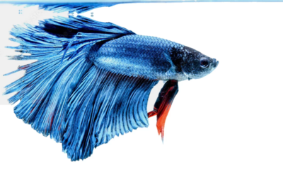 Aquarist Hub For Ornamental Fish Trading(Pets) in Al Nahda 1, Dubai ...