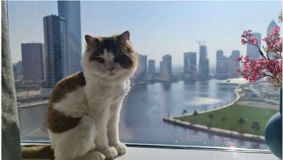 Sandy Paws(Animal Transport & Quarantine Services) in Dubai Cargo ...