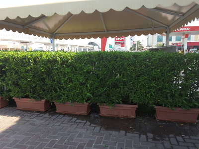 Mubasher Cafeteria(Cafeterias) in Al Qusais 1, Dubai - HiDubai