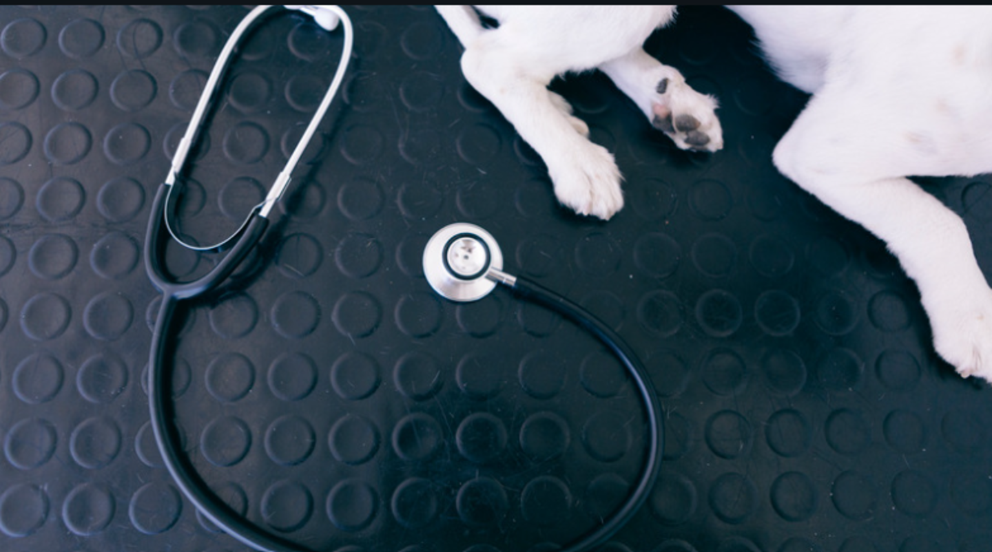 Super Vet Veterinary Medicines And Equipment Trading(Pet Clinics & Vets ...