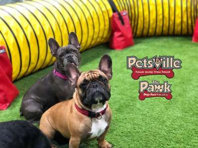 Petsville(Pet Hotels & Day Care) in Al Quoz Industrial 3, Dubai - HiDubai