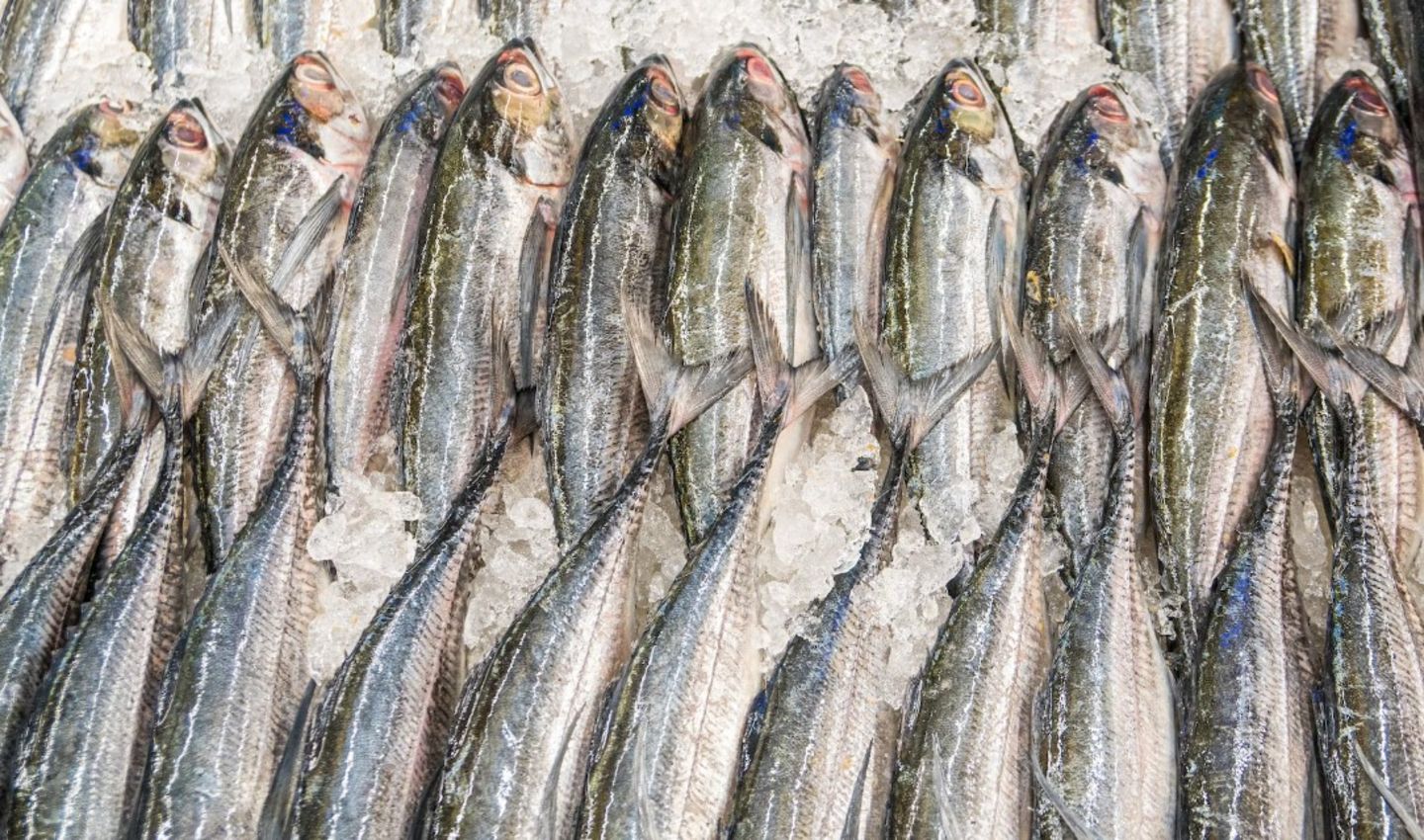 Rashid Saeed Al Tayer Fish Stall Reviews & Ratings - HiDubai