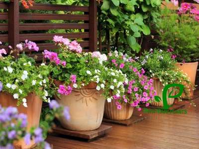 Riya Pari Plants Landscaping(Gardening & Landscaping) in Hor Al Anz ...