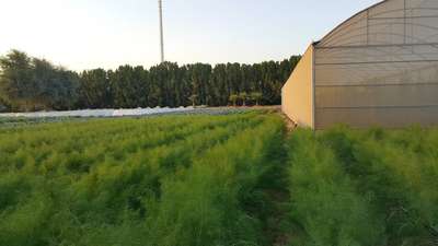 Desert Organic Farm(Environmental & Agricultural Companies) in Wadi ...