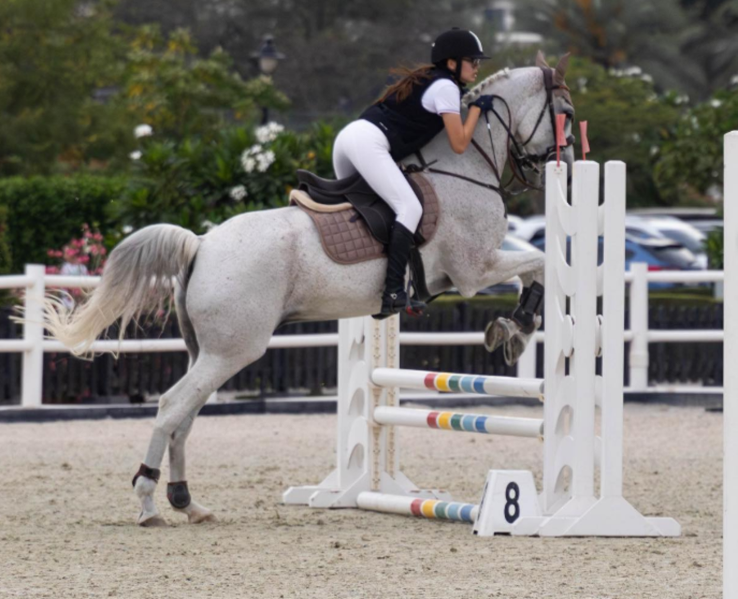 Paragon Equestree Club(Animal Shelters / Adoption Centres) in Dubai ...