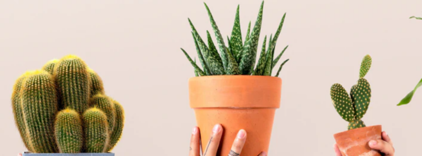 Spring Rose(Plants & Gardening Stores) in Warsan 3, Dubai - HiDubai