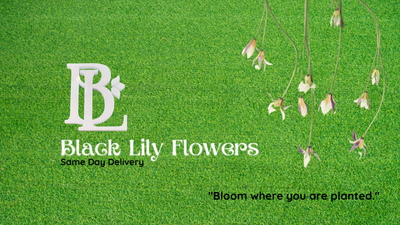 Black Lily Flowers Trading(Plants & Gardening Stores) in International ...
