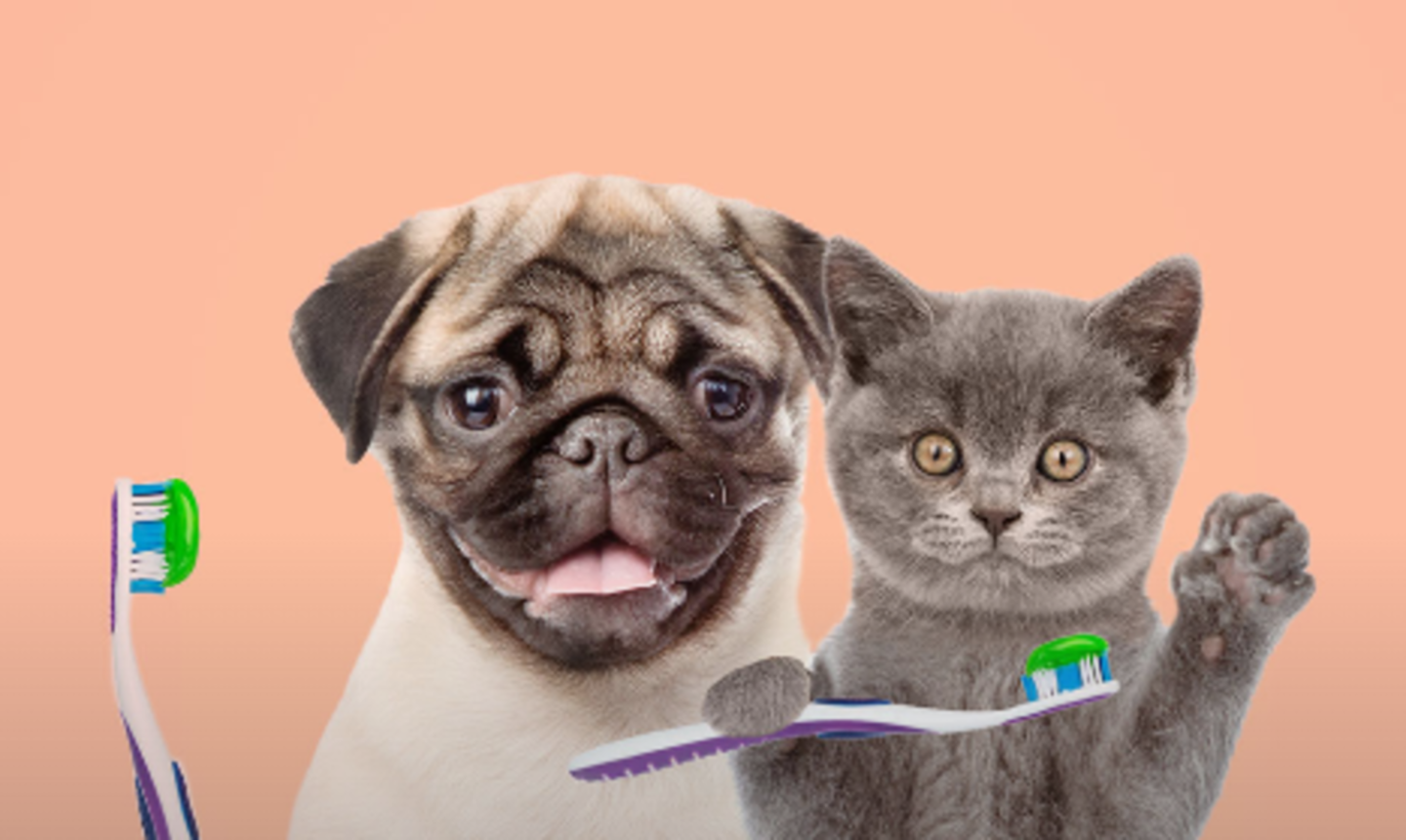 Barkoo & Co(Pet Grooming Centres) in Arjan (Al Barsha South 3), Dubai ...