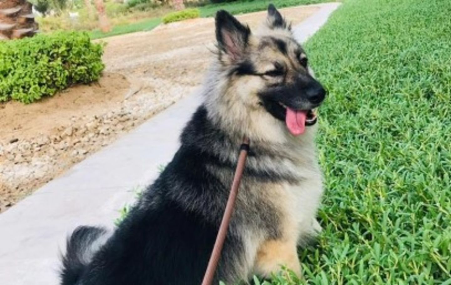 Happy Walk Pet Care(Pets) in Jumeirah Village Triangle (Al Barsha South ...
