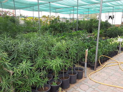 Clean Deal Gardens(Gardening & Landscaping) in Warsan 3, Dubai - HiDubai