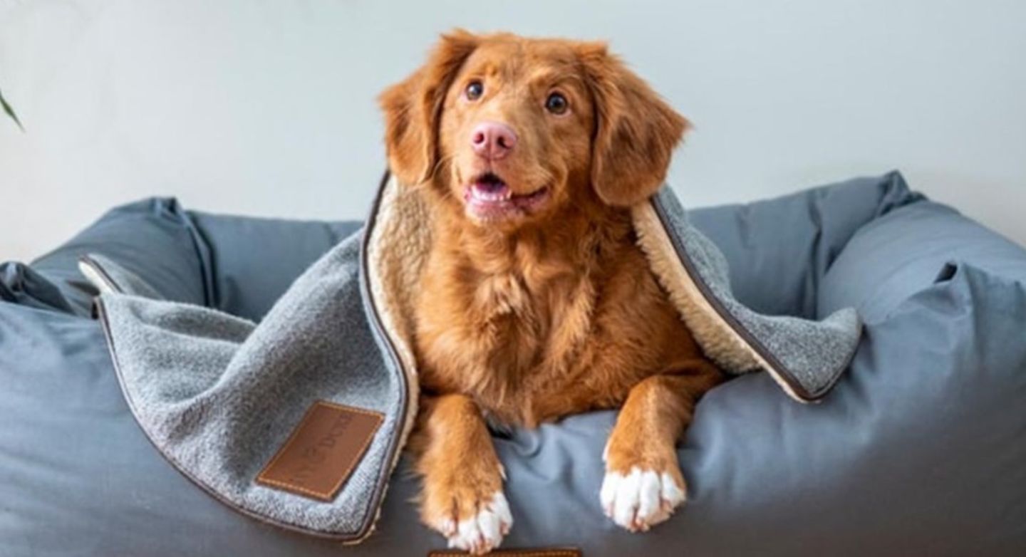 Happy Walk Pet Care(Pets) in Jumeirah Village Triangle (Al Barsha South ...