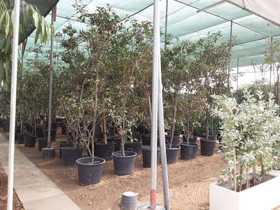 Gulf Gardens Landscape(Gardening & Landscaping) in Warsan 3, Dubai - HiDubai