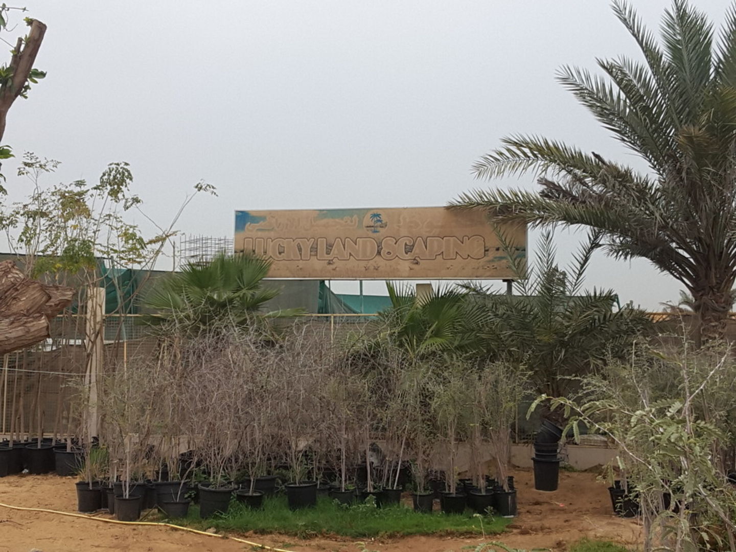 Lucky Land Scaping(Gardening & Landscaping) in Warsan 3, Dubai - HiDubai