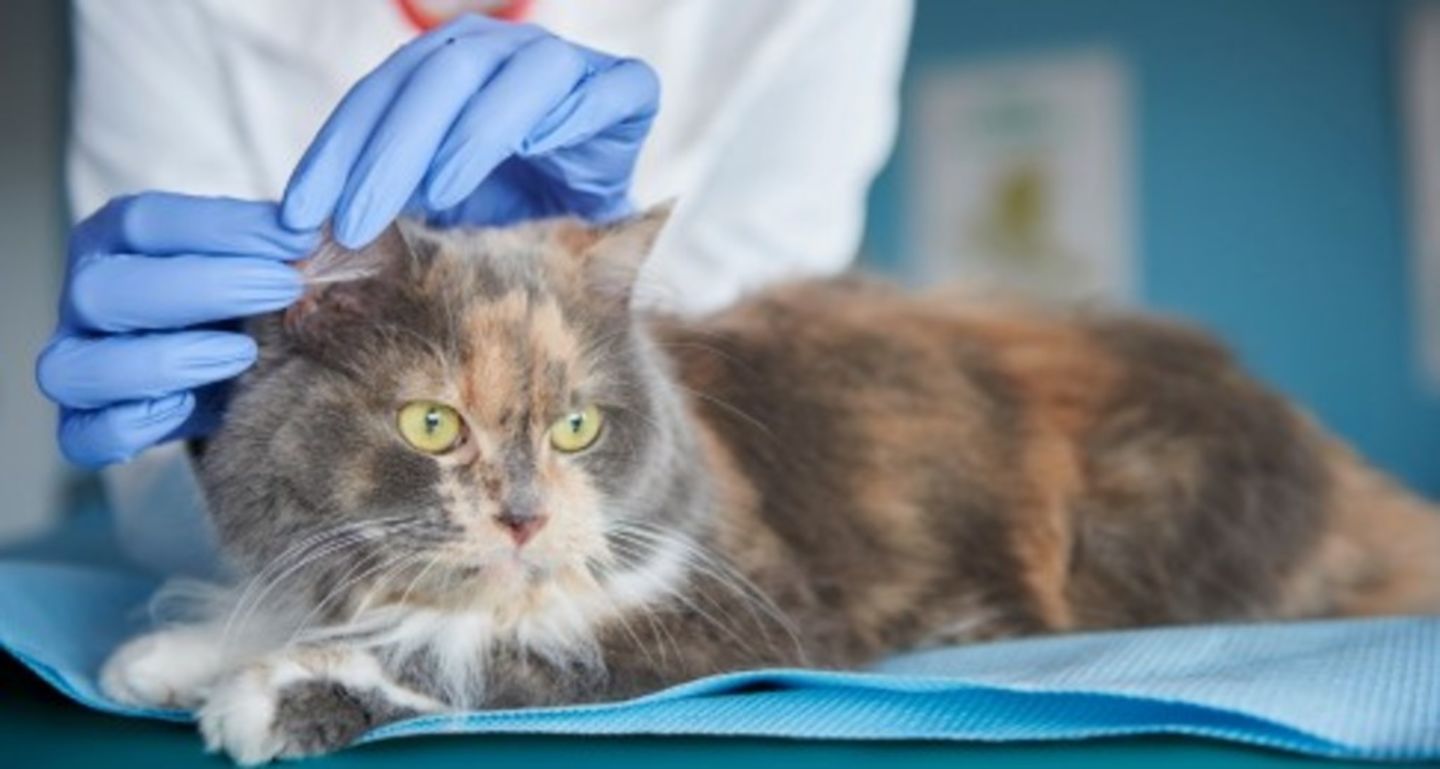 Kare Veterinary Clinic(Pet Clinics & Vets) in Jumeirah Village Triangle ...