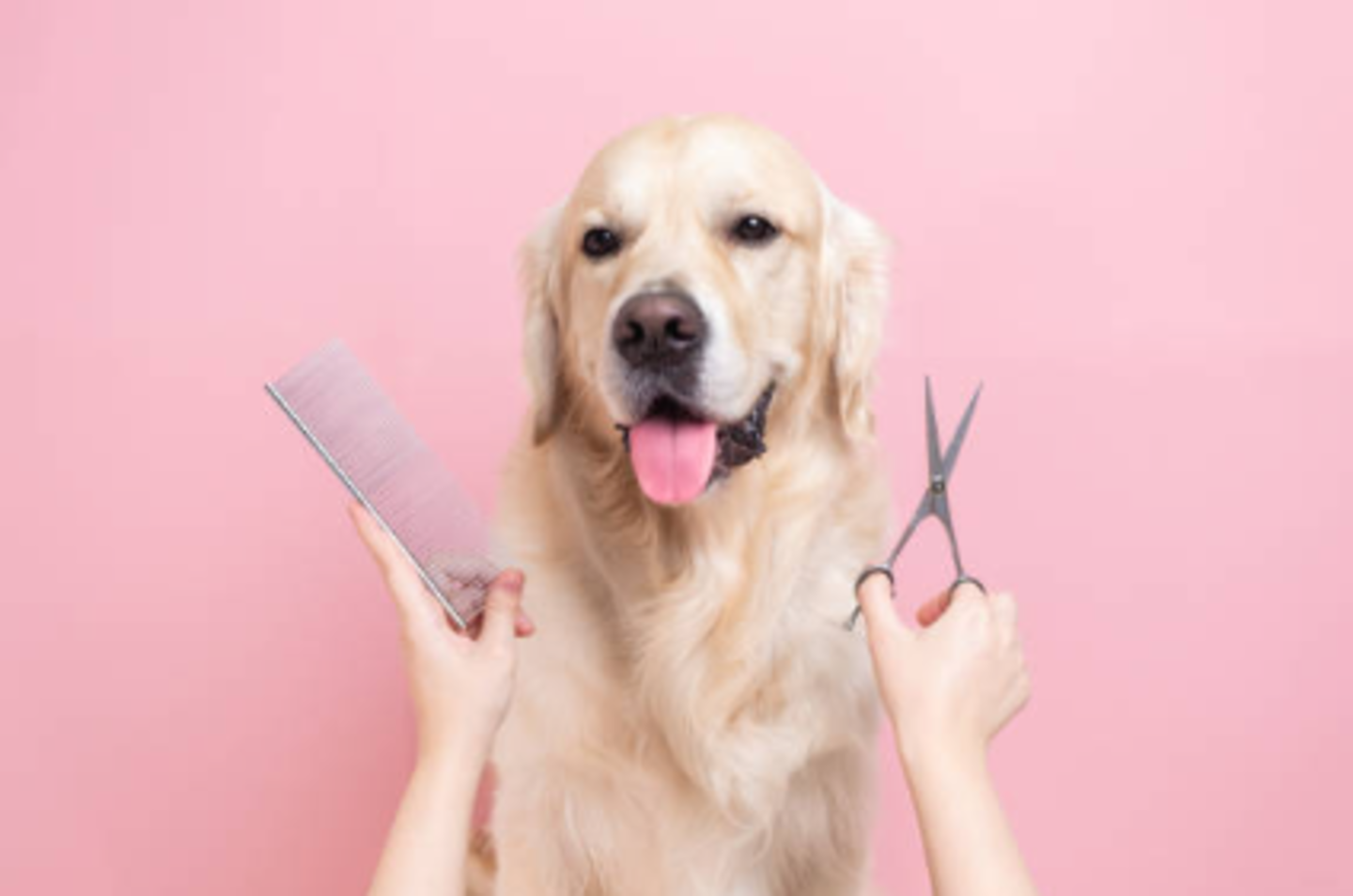 Paws And Claws(Pet Clinics & Vets) in Jumeirah Village Circle (Al ...