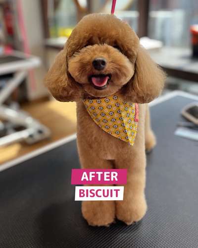 Shampooch(Pet Grooming Centres) in Jumeirah 3, Dubai - HiDubai