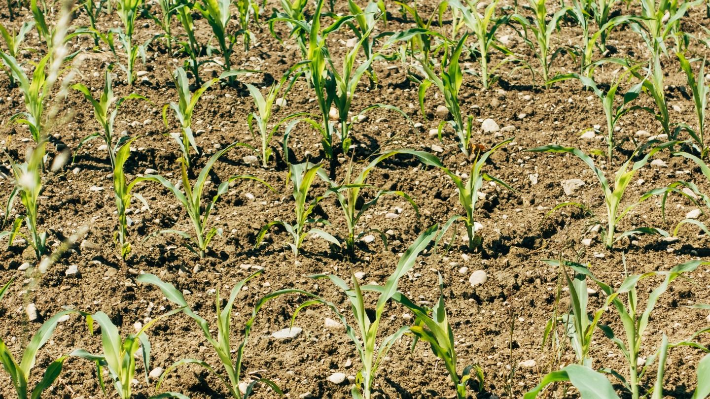 Rare Earth Commodities(Distributors & Wholesalers) in Jumeirah Lake ...