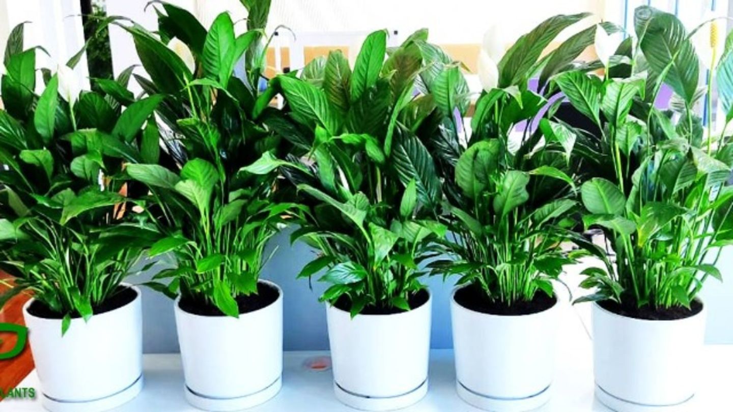 Riya Pari Plants Landscaping(Gardening & Landscaping) in Hor Al Anz ...