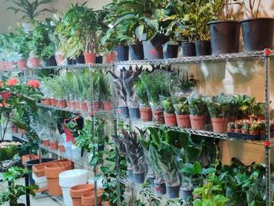 Live Gardens Flowers & Ornamental Plants Trading(Plants & Gardening ...