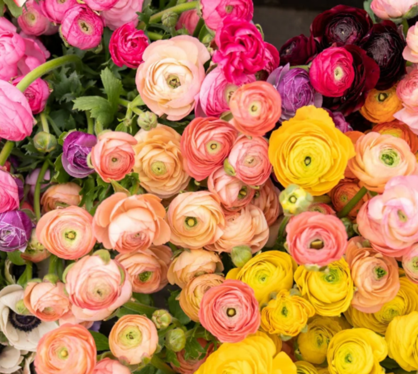 Bloom Fresh Flower(Plants & Gardening Stores) in Al Merkadh, Dubai ...