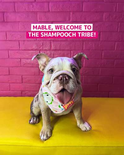 Shampooch(Pet Grooming Centres) in Jumeirah 3, Dubai - HiDubai