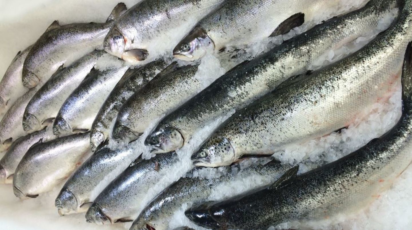 Muhammad Mahfooz Fish Trading(Food Stuff Trading) in Al Baraha, Dubai ...