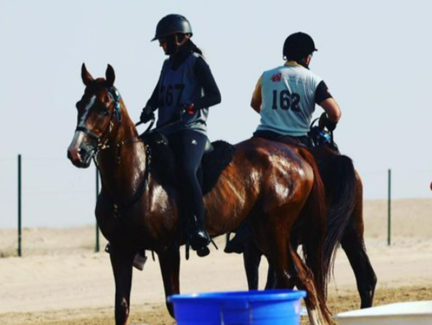 Last Loop Stable(Hobby Centres) in Al Aweer 1, Dubai - HiDubai