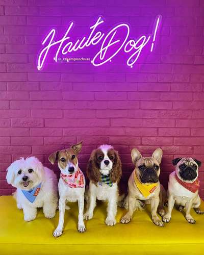 Shampooch(Pet Grooming Centres) in Jumeirah 3, Dubai - HiDubai