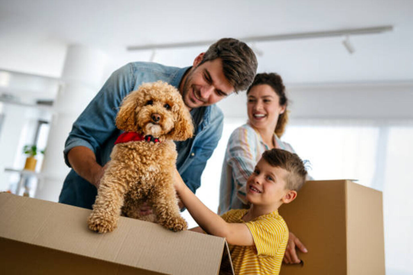 Paws And Planes Pets Relocation Services(Animal Transport & Quarantine ...