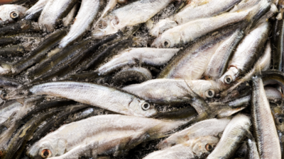Jaber Al Marri Fish Stall(Food Stuff Trading) in Corniche Deira, Dubai ...