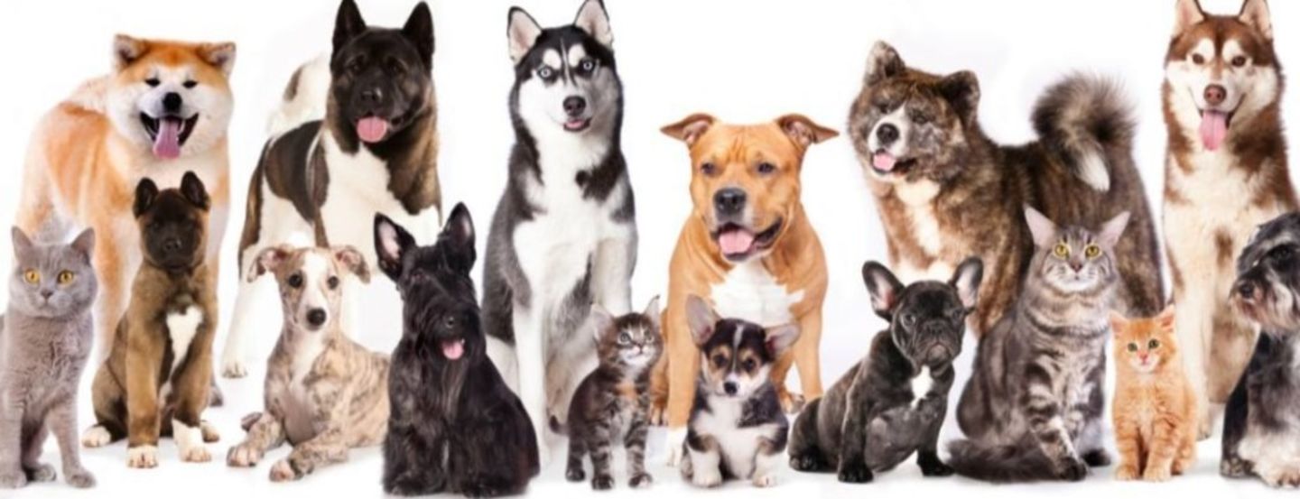Fluffy Floof Pets Grooming(Pet Grooming Centres) in Jumeirah Village ...