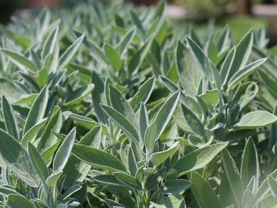 Sadat Medical Herbs Trading(Food Stuff Trading) in Muhaisnah 2, Dubai ...