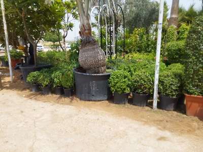 Rose Plex Trading(Plants & Gardening Stores) in Warsan 3, Dubai - HiDubai